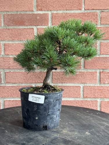 “Catherine Elizabeth” White Pine Bonsai Tree | eBay