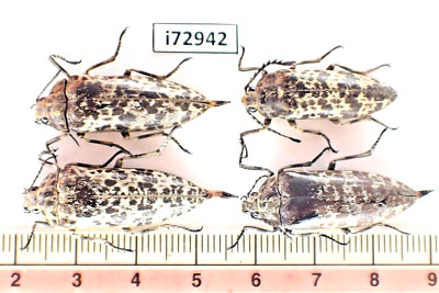 i72942. Insects, Eulichadidae sp. Vietnam, Nghe An | eBay
