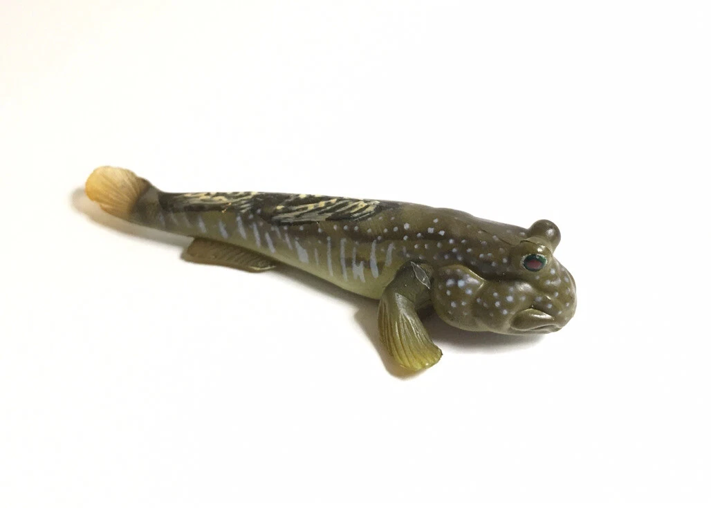 Mudskipper Fish
