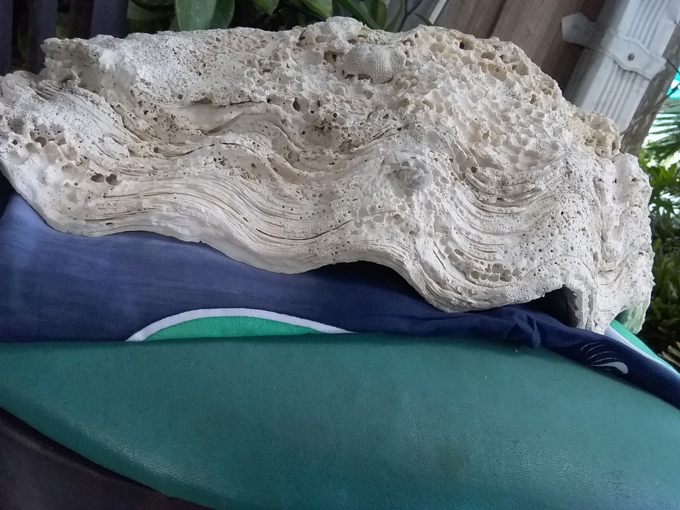 Giant Clam Shell ~ Tridacna Shell ` "Moon Shell" ~ Looks like Lunar ...