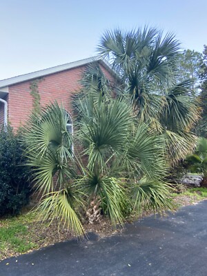 Sabal miamiensis seeds! Rare and Extinct in the Wild! | eBay