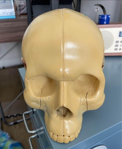 Sawbones Human Skull Model | eBay