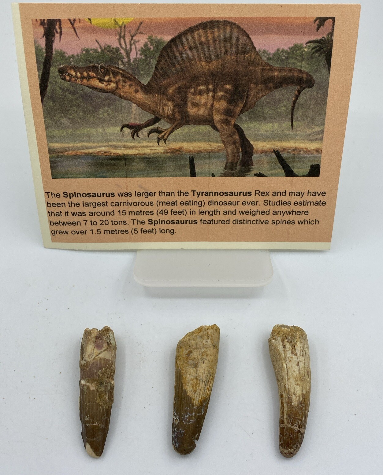 Spinosaurus Teeth Dinosaur F0SSIL Before T Rex Cretaceous K59 | eBay