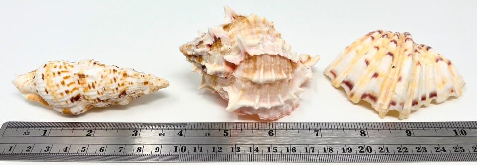 Sea Shell Estate Collection Lot #04 of 50+ Large & Small Specimens RARE ...