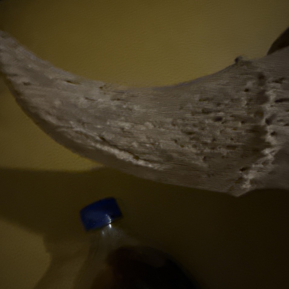 Huge Partially Fossilized Bison Skull | eBay