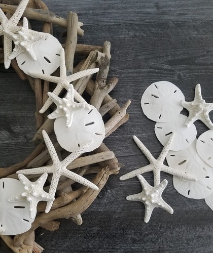 Sand Dollars and Starfish for Crafts, 3 Real Starfish (4"-6") and 3 ...