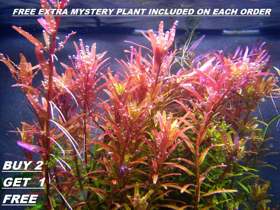Rotala Rotundifolia