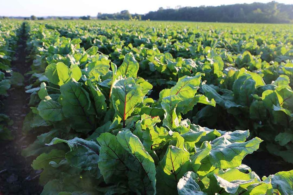 Standard Process Arginex Whole Food Formula, 90 Tablets 812122010146 | eBay