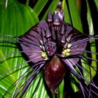 Black Bat Orchid Flower Seeds (Tacca chantrieri) RARE Tropical Garden ...