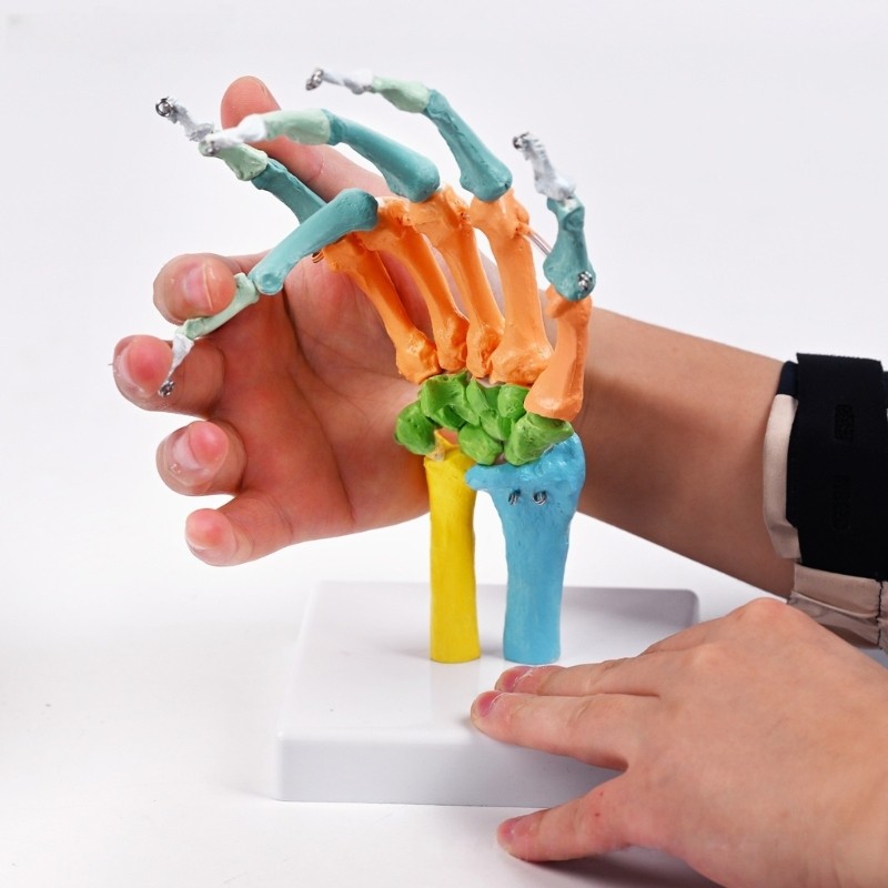 Colored Human Hand Bone Anatomy Model Life Size Anatomical Hand Bone ...