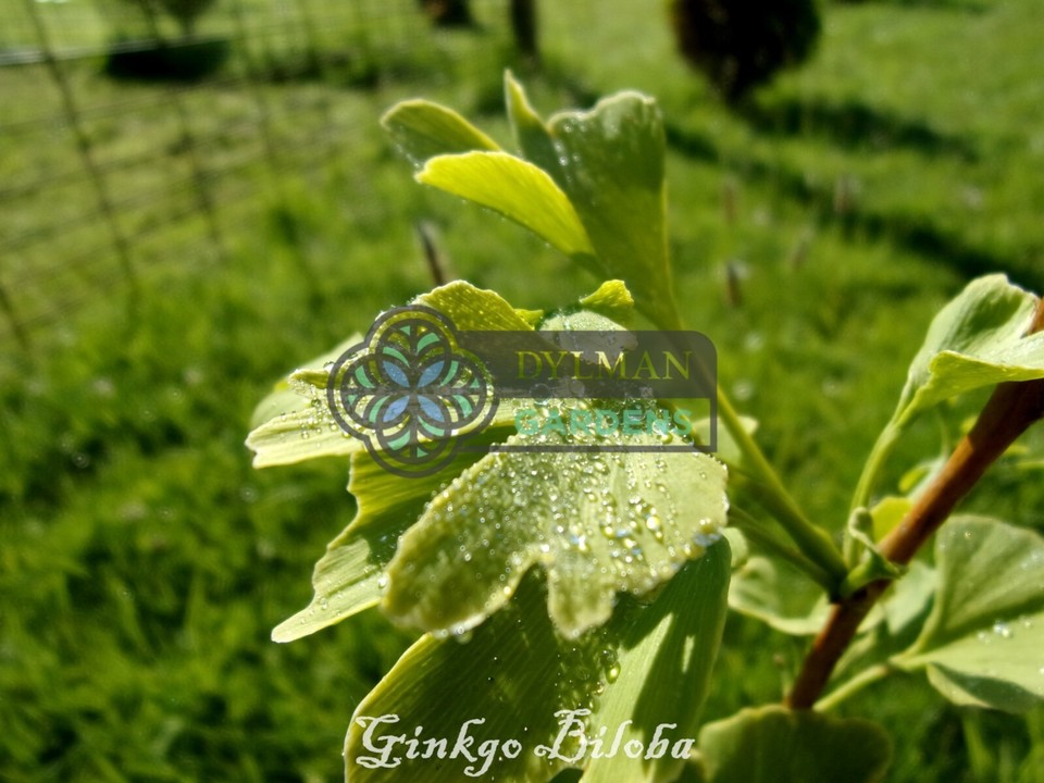 Ginkgo Biloba Tree - Maidenhair Tree - Living Fossil Tree - Multiple ...