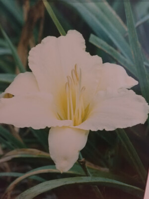 JOSEPH GEORGE LOESCH, PH. D. PHOTOGRAPH DAY WHITE DAY LILY HEMEROCALLIS ...