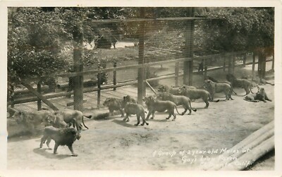 c1940s Gay's Lion Farm, El Monte, California Real Photo Postcard/RPPC ...
