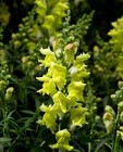 Snapdragon Snaptastic Yellow 500 seeds | eBay