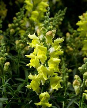 Snapdragon Snaptastic Yellow 500 seeds | eBay