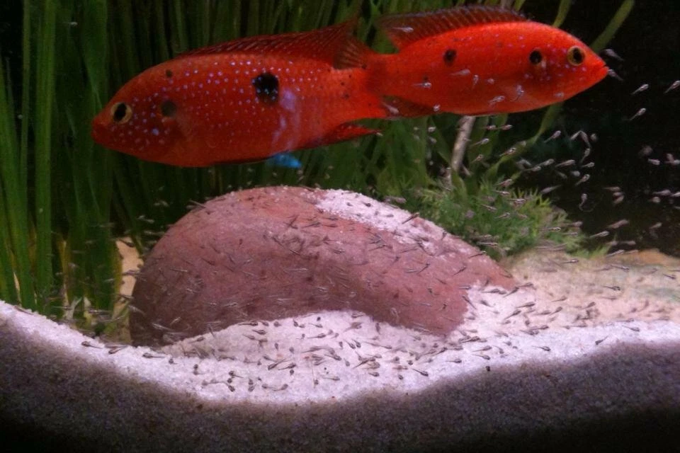 Red Jewel Cichlid