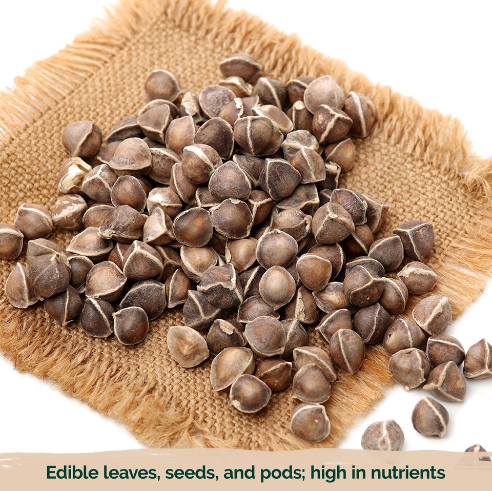 30 Moringa Tree Seeds for Planting (Moringa Oleifera) | eBay