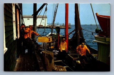 Postcard Vtg Massachusetts Cape Cod Fisherman Landing The Catch | eBay