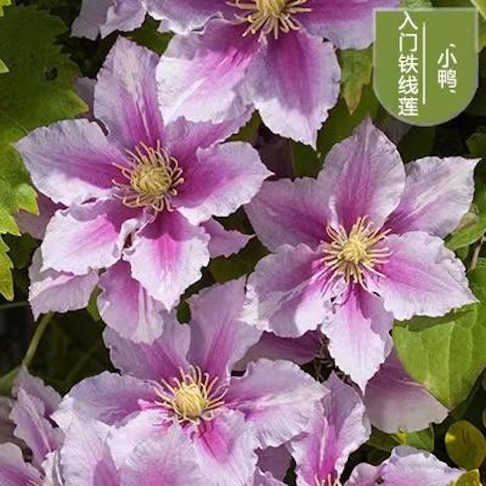 25pc CLEMATIS SEEDS Garden Plant Flower vine climber USA seller FREE ...