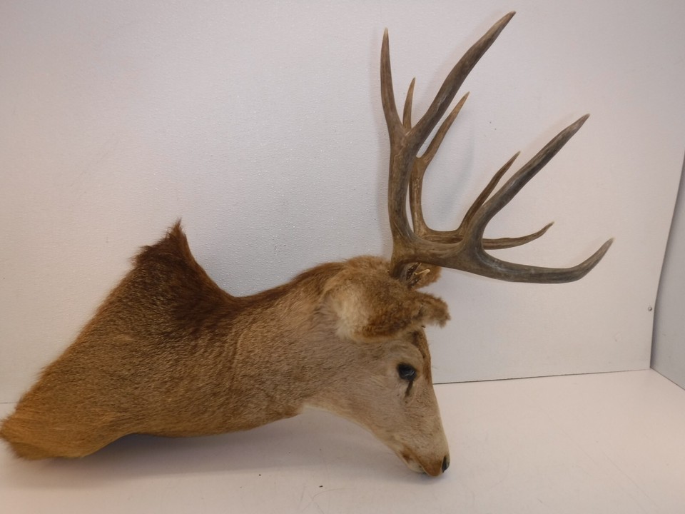 Handsome Deer Head 10-Point Buck Shoulder Mount Taxidermy | eBay