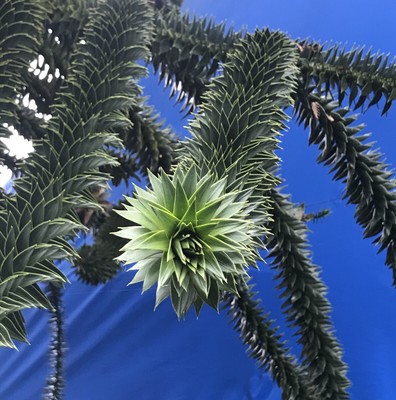 Monkey Puzzle tree seeds from our 38 yr old tree *. 12 Seeds For $20.00 ...