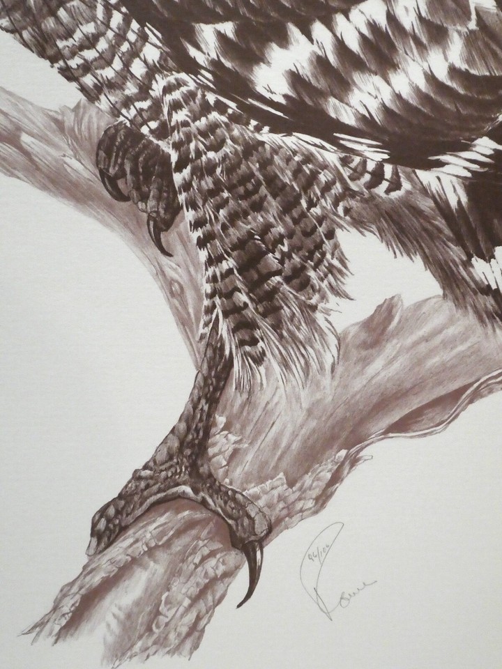 Charles Rowe Lithograph “Falcon” Bird Brown Pencil Signed and Numbered ...