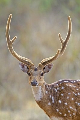 Axis Deer Big Buck Photo 8.5x11 | eBay