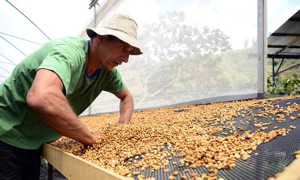 COSTA RICAN DOTA TARRAZU COFFEE BEANS MEDIUM ROASTED 5 POUNDS | eBay