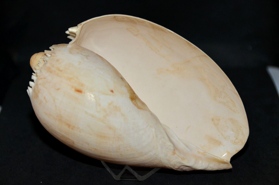 Specimen Melo Broderippi - 142 mm - Bailer shell | eBay