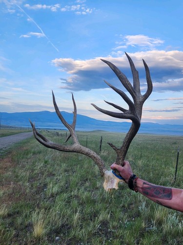Non Typical Wyoming Mule Deer World class Trophy Antlers | eBay