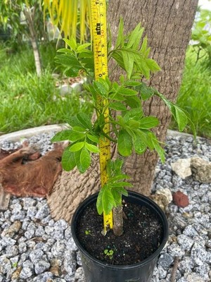 CLONED RED HOG PLUM LIVE ROOTED (SPONDIAS PURPUREA) RED MOMBIN/CIRUELA ...