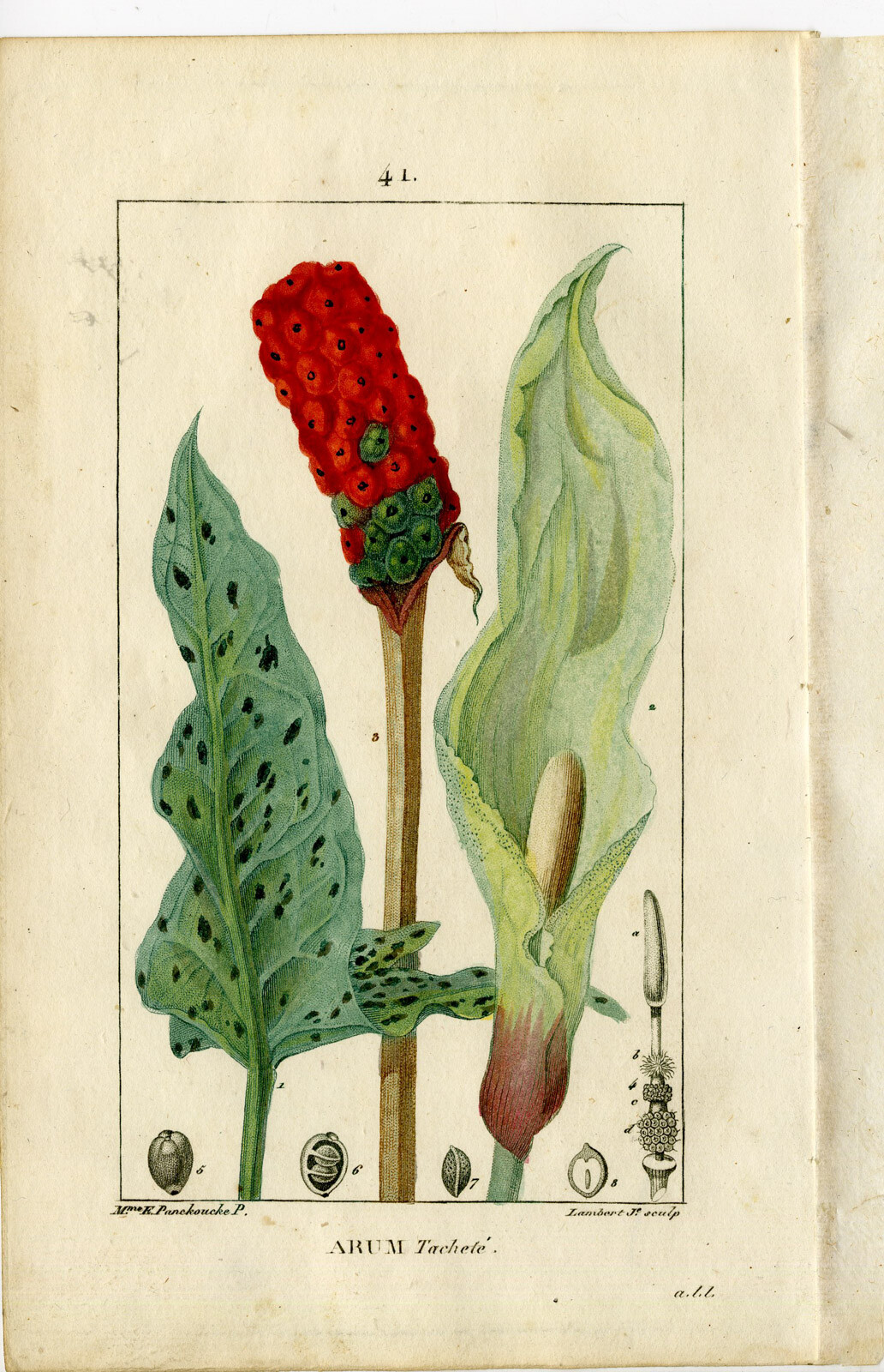 Antique Print-PL.41.-ARUM MACULTUM-WAKE ROBIN-CUCKOW PINT-Turpin ...