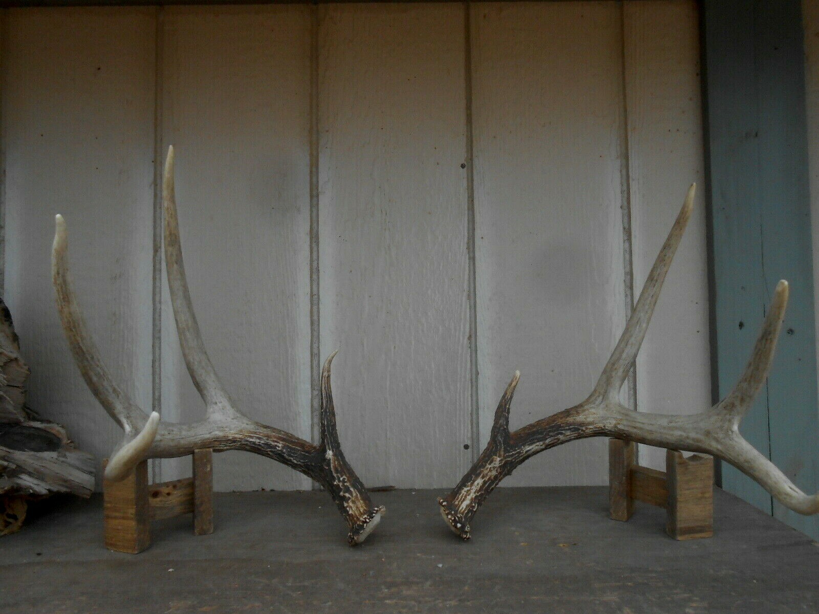 4x4 WHITETAIL DEER sheds 142 0/8 Antlers mule mount taxidermy elk rack ...
