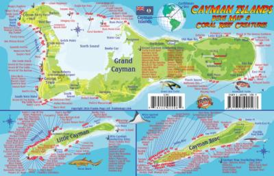 Cayman Islands Dive Map & Reef Creatures Guide Waterproof Fish Card ...