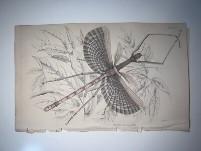 1st Ed Hand-colored Jardine's Natural History Insect Walking Stick ...