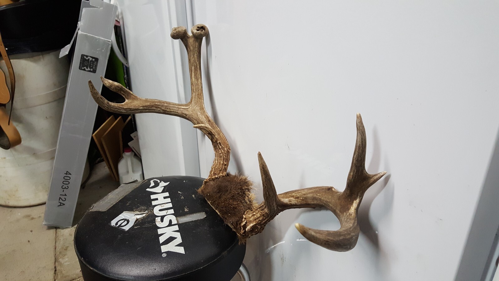 27" FREAK ACORN Buck MULE DEER RACK antlers whitetail mount sheds ...