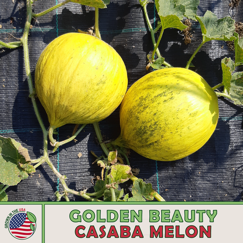 25 Golden Beauty Casaba Melon Seeds, Heirloom, Non-GMO, Genuine USA | eBay