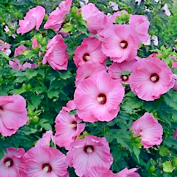 20 Pink Swamp Mallow Rose Seeds "LARGE FLOWER" Hardy Hibiscus Fast Garden Plant | eBay