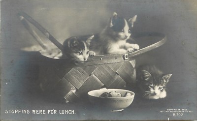 Rotograph Cat Postcard B792; Kittens in Picnic Basket Stopping Here for ...