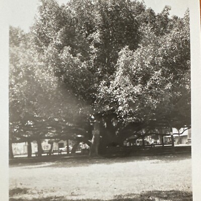 VINTAGE PHOTO Hawaii Banyan Tree Island Of Maui Summer 1948 1940s ...