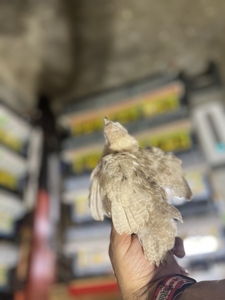 48 Mix Andalusian, All Black, Cinnamon Coturnix Quail Hatching Eggs | eBay