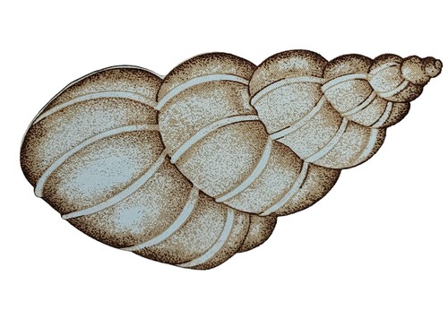 Ocean Wentletrap Brown Seashell Large Size Iron On Patch 6.5 " New | eBay