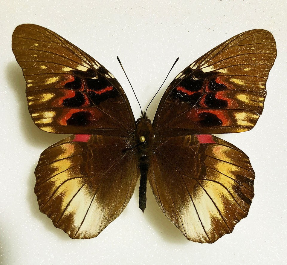 Danaidae ANETIA THIRZA INSIGNIS****male Nr. 2**** Costa Rica | eBay