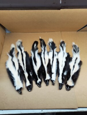 Large #1 Tanned wide striped skunk hide/professionally tanned/gag gift ...