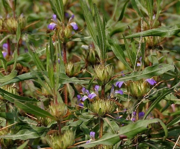 Hygrophila Schulli