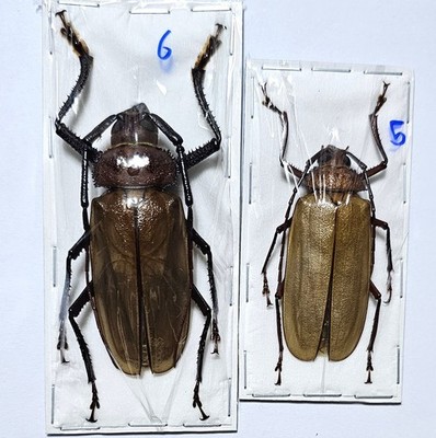 Cerambycidae : Agrianome loriae 60mm, 50mm A1 Pair | eBay