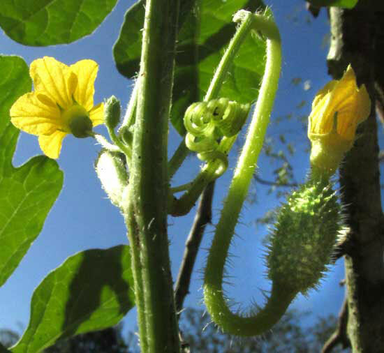 West Indian gherkin, Cucumis anguria, Gooseberry gourd, 60 seeds | eBay