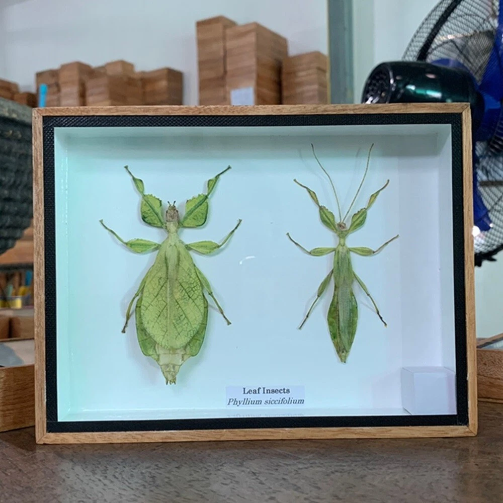 Bug Display
