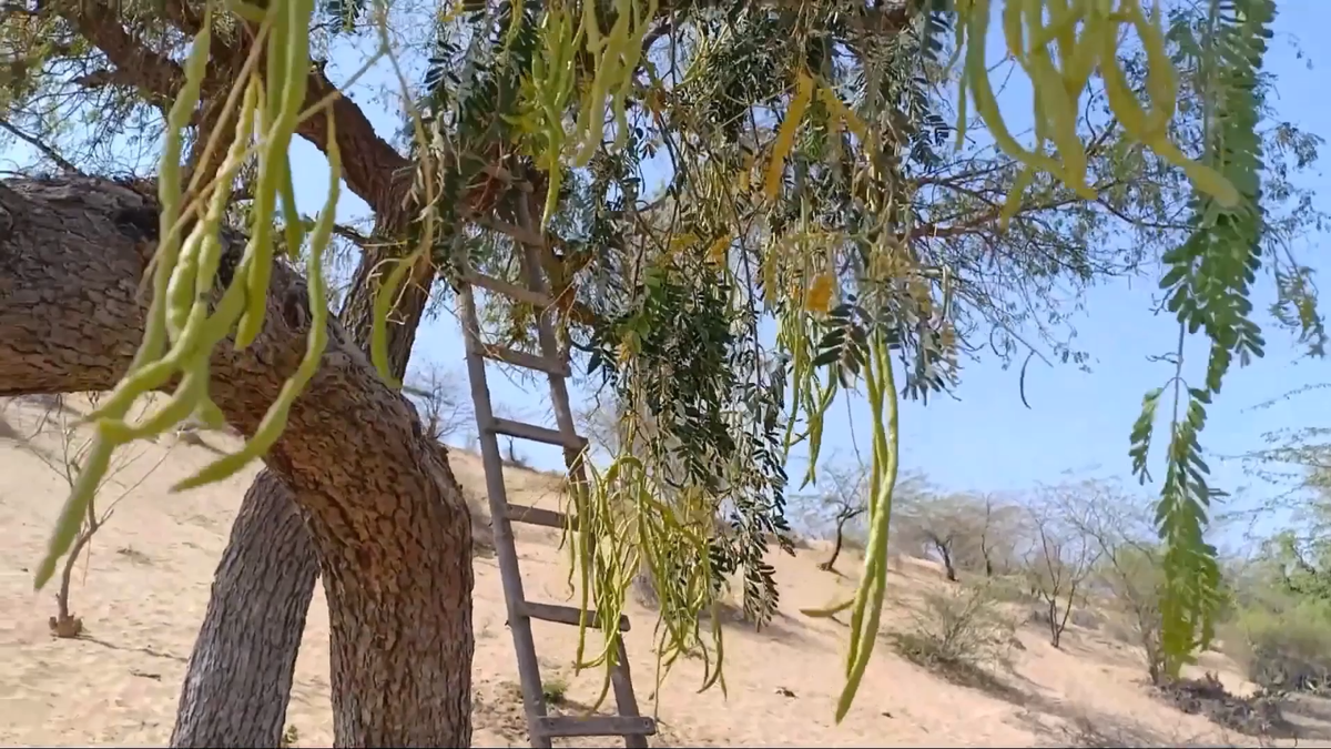 Khejri Tree Wildlife | Meet The Bishnoi