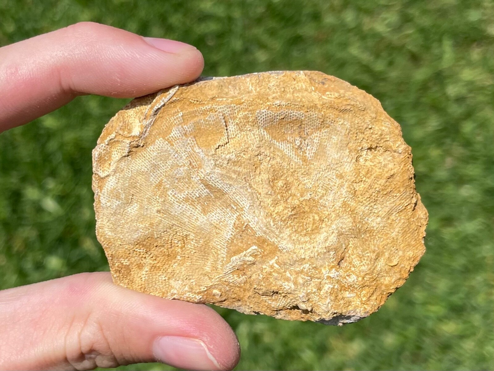 Alabama Fossil Bryozoan Polypora spinulifera Mississippian Age | eBay